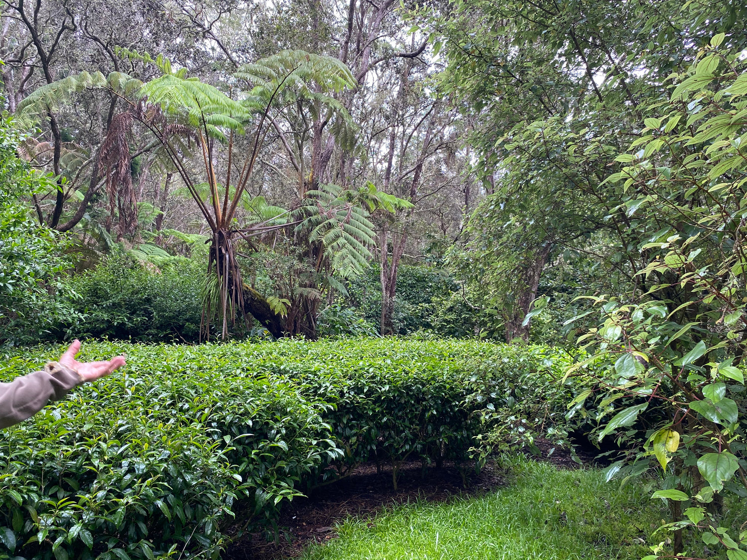 Treehouse Teas - Hawaii Grown Teas from the Hawaiian Islands